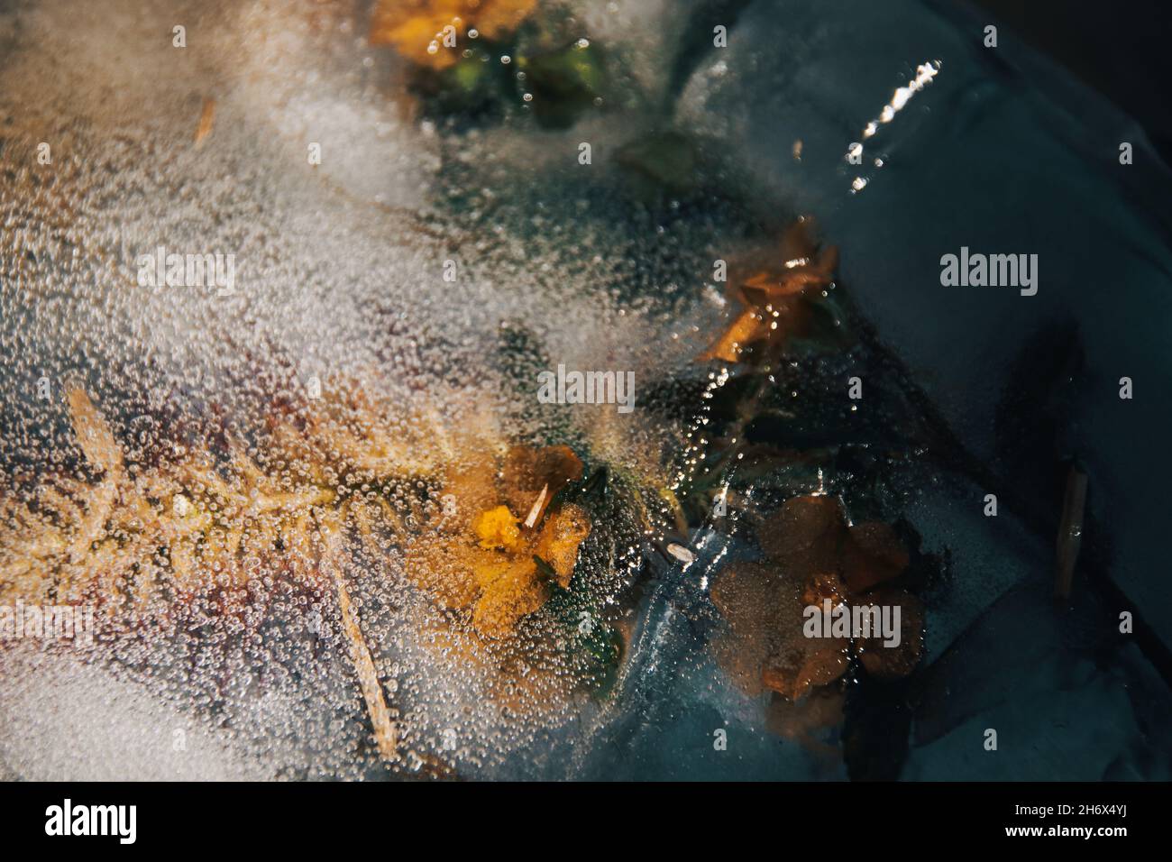 Yellow flowers trapped in the thawing ice showing the concept of Winter ...