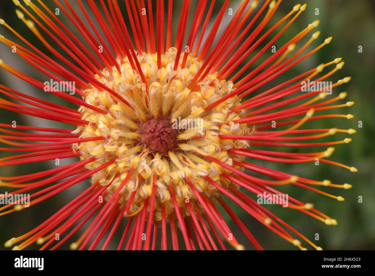 Native Hawaiian Flowers Stock Photo - Alamy