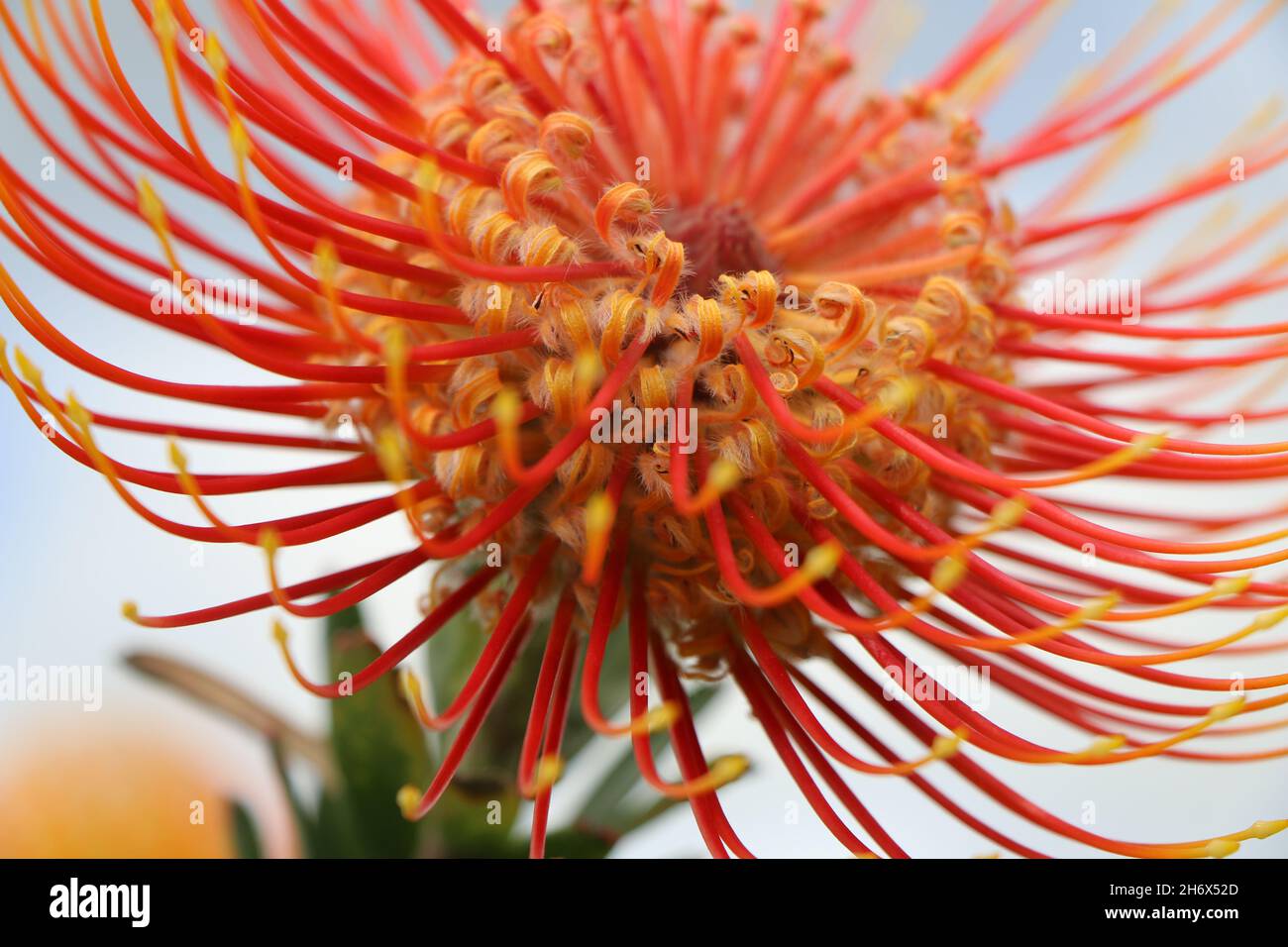 Native Hawaiian Flowers Stock Photo - Alamy