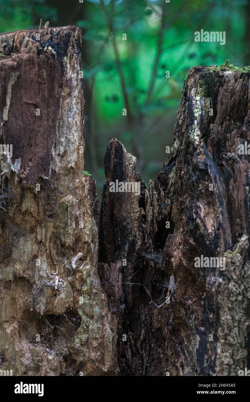 Rotten tree stump in the twilight of the evening forest Stock Photo - Alamy