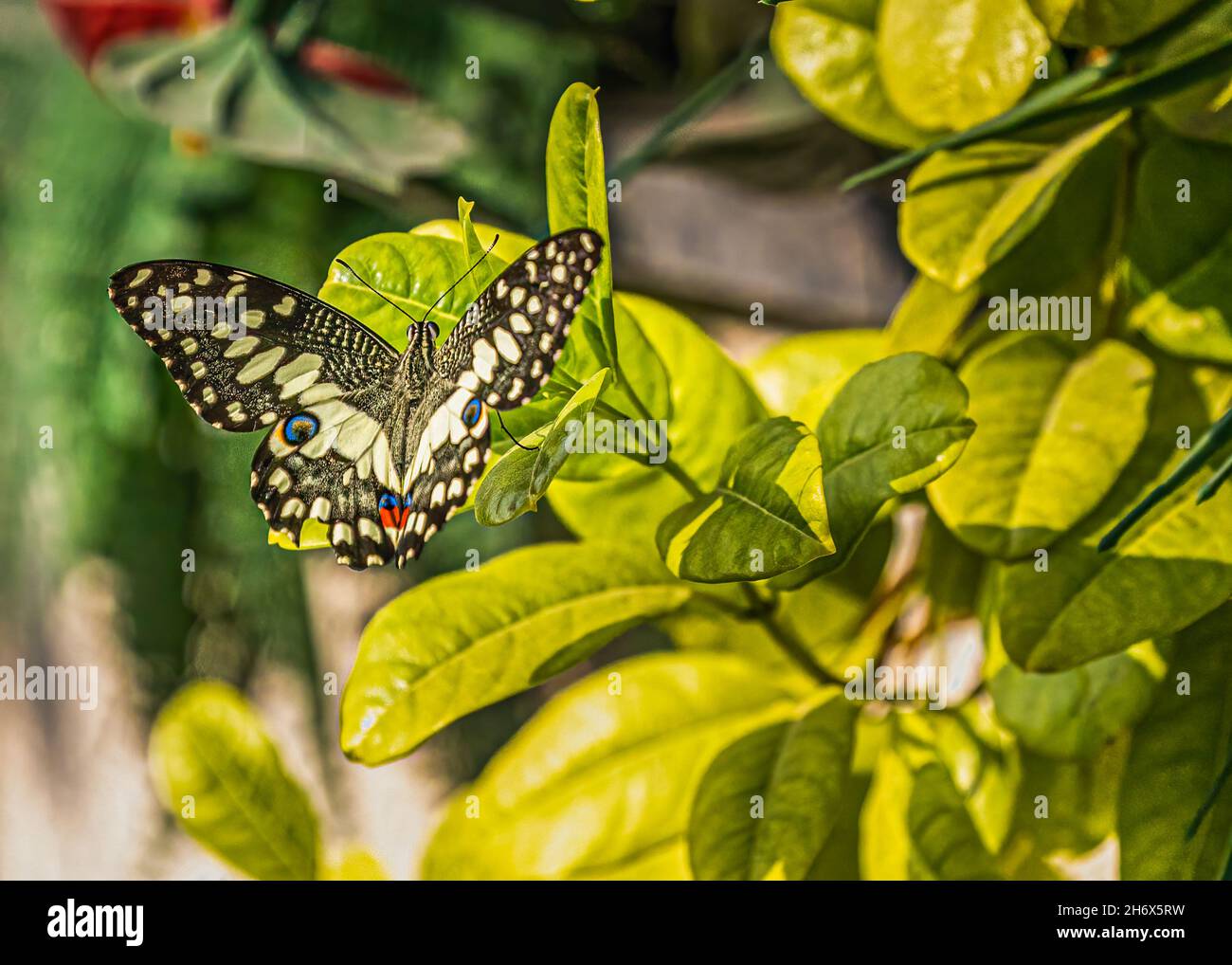 Lemon Butterfly in a garden victory pose Stock Photo - Alamy