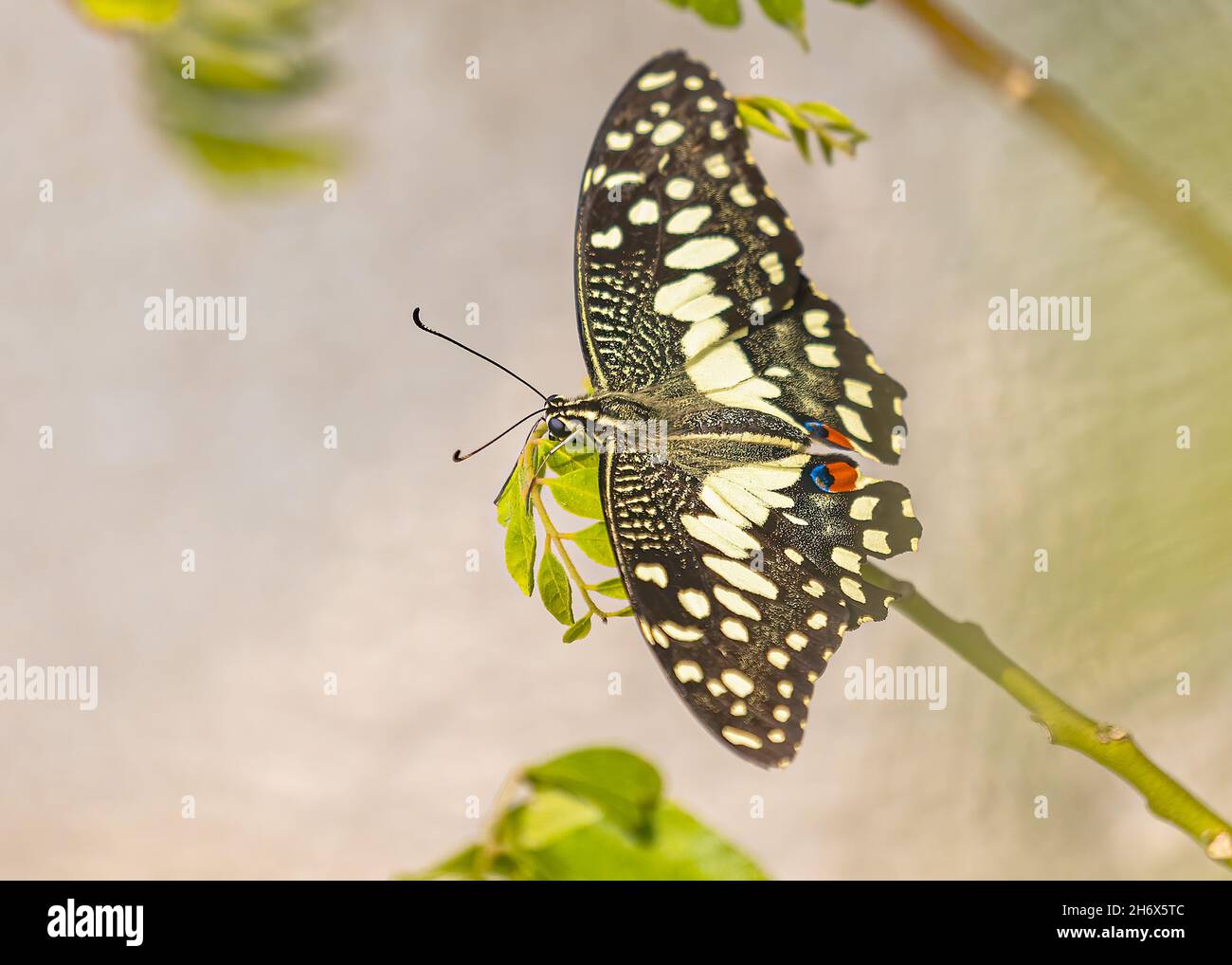 Lemon butterfly with wings spread resting on a tree Stock Photo - Alamy