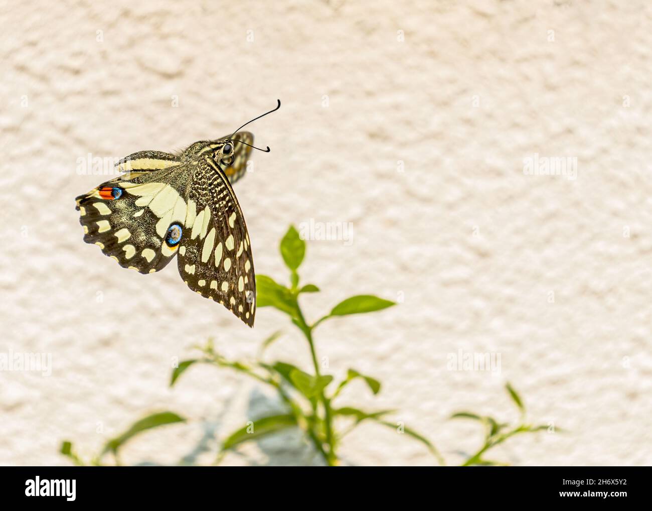 Lemon Butterfly in a flying mode in garden Stock Photo - Alamy