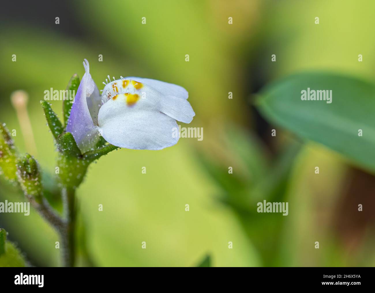 Pumilus hi-res stock photography and images - Alamy