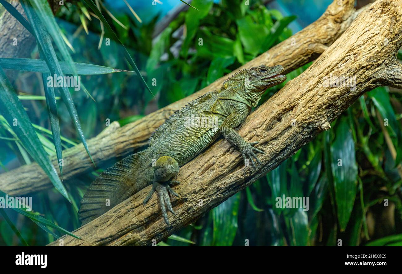 A picture of an Amboina Sail Finned Lizard at the Ostrava Zoo Stock ...