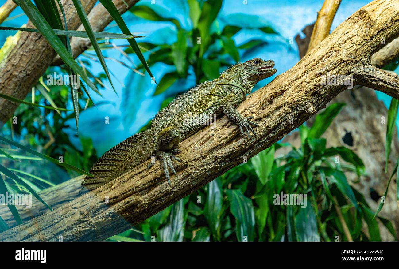 A picture of an Amboina Sail Finned Lizard at the Ostrava Zoo Stock ...