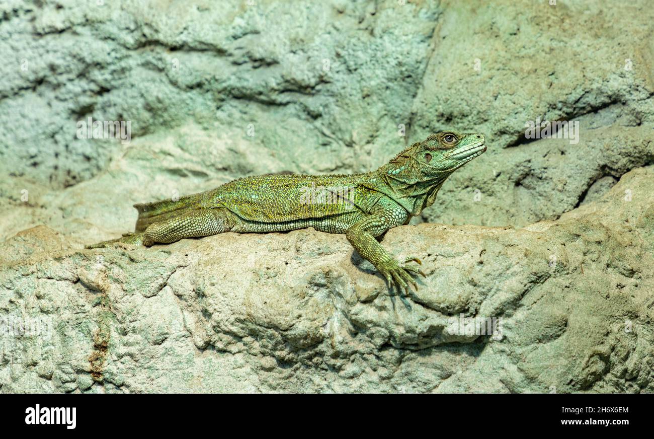 A picture of an Amboina Sail Finned Lizard at the Ostrava Zoo Stock ...