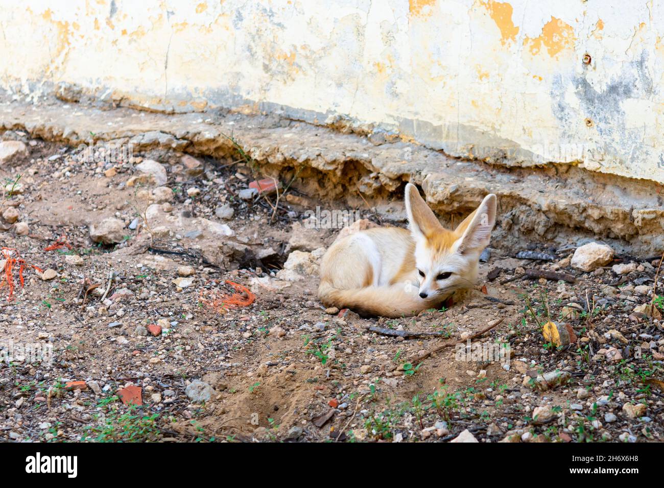 Fennec fox young hi-res stock photography and images - Alamy
