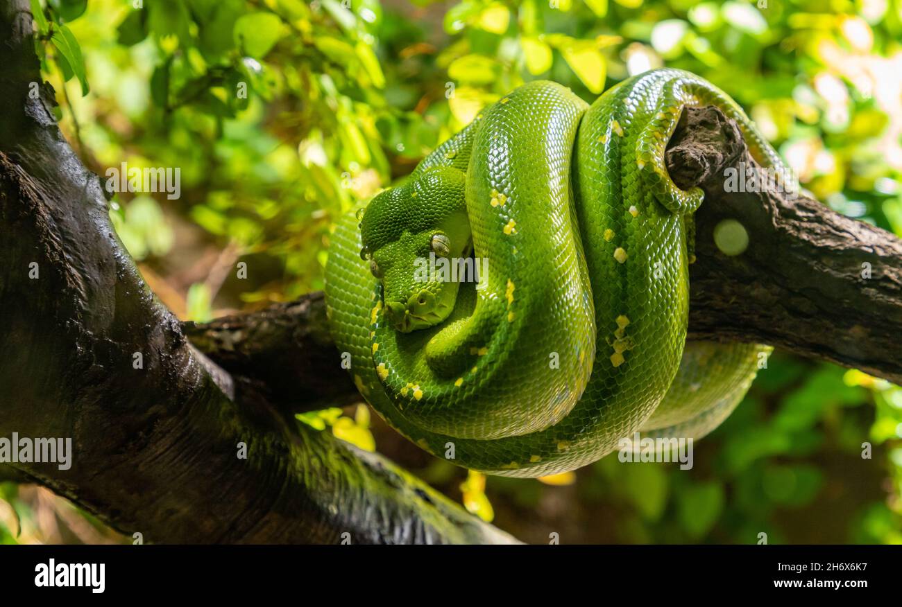 A picture of a Green Tree Python at the Ostrava Zoo Stock Photo - Alamy