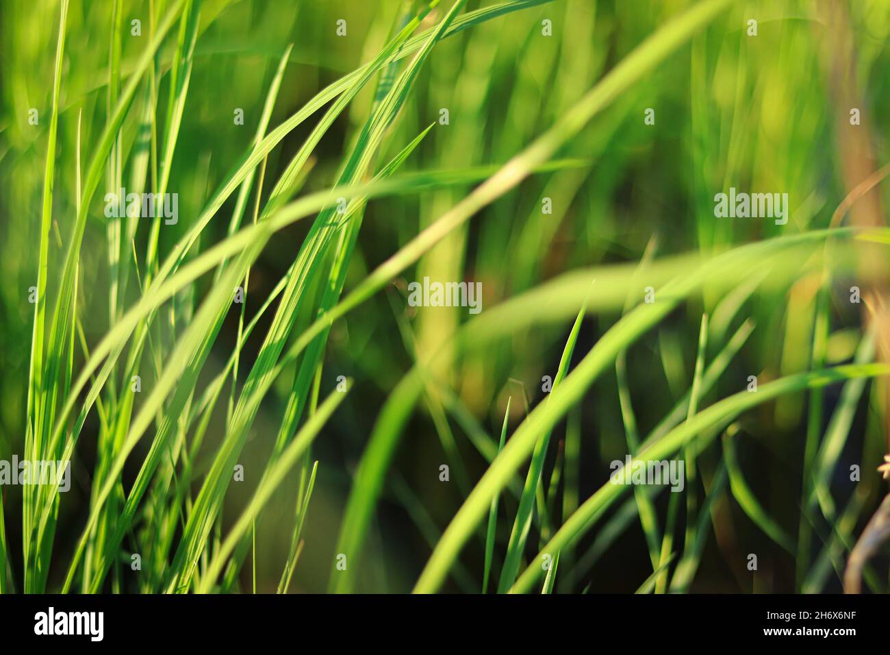 Swaying meadow grass hi-res stock photography and images - Alamy
