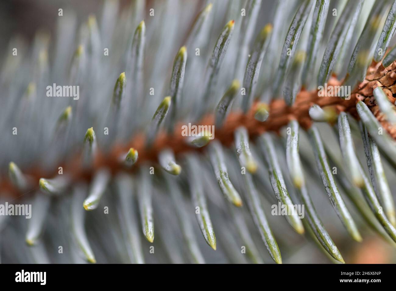 Picea Pungens 'Koster' Colorado Spruce, close up Stock Photo - Alamy