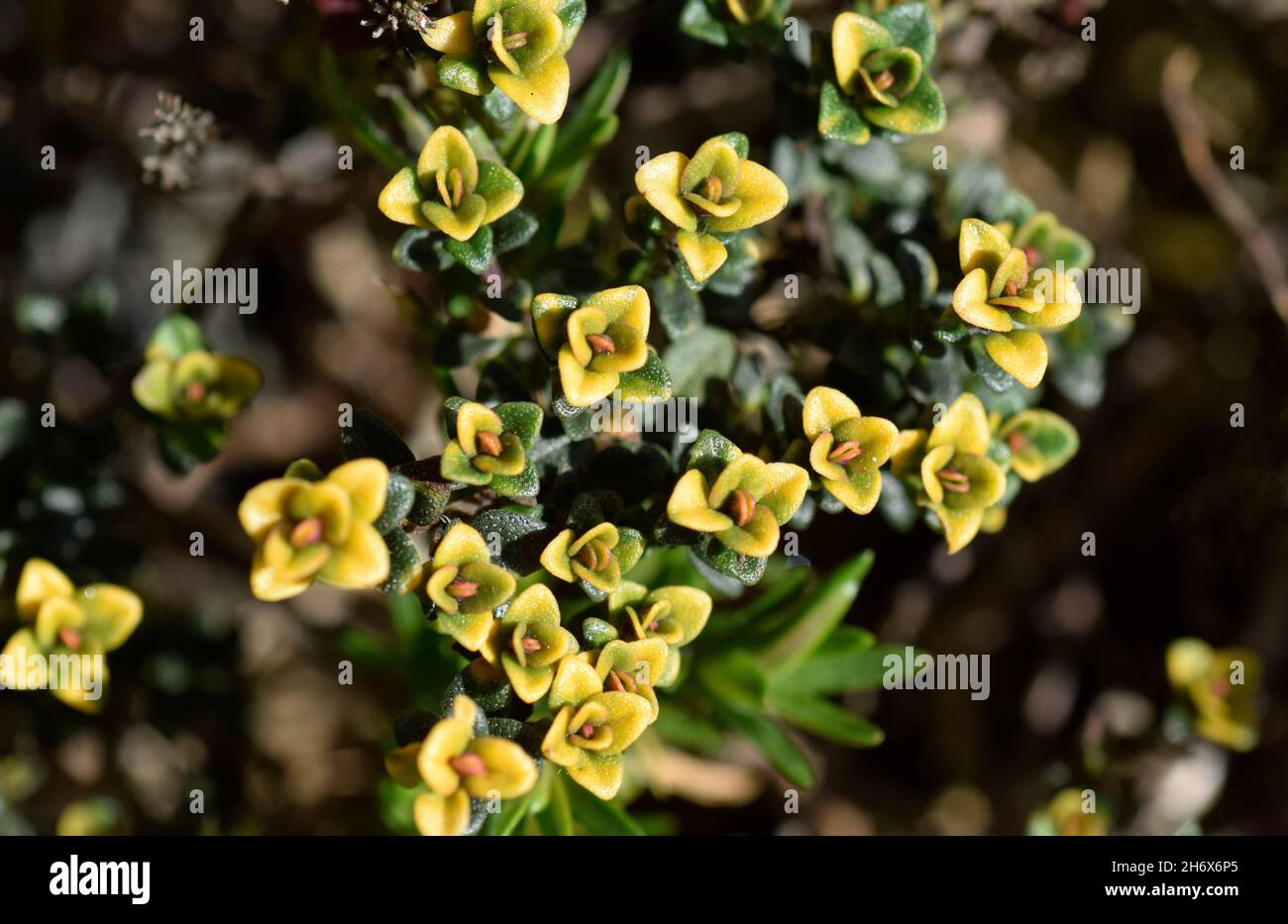 Citriodorus lemon thyme thymus hi-res stock photography and images - Alamy
