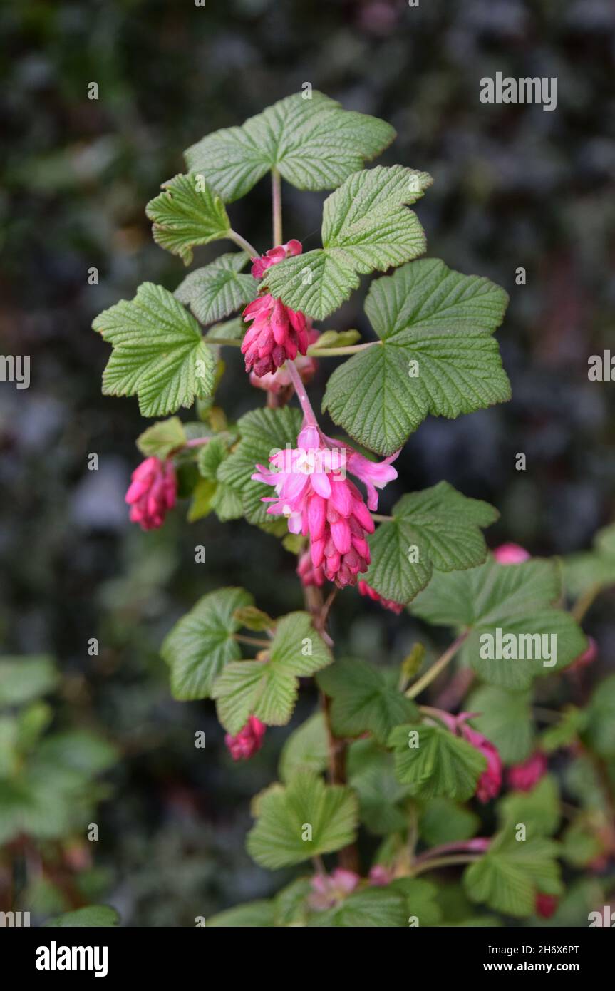 flowering currant, ribes sanguineum Stock Photo - Alamy