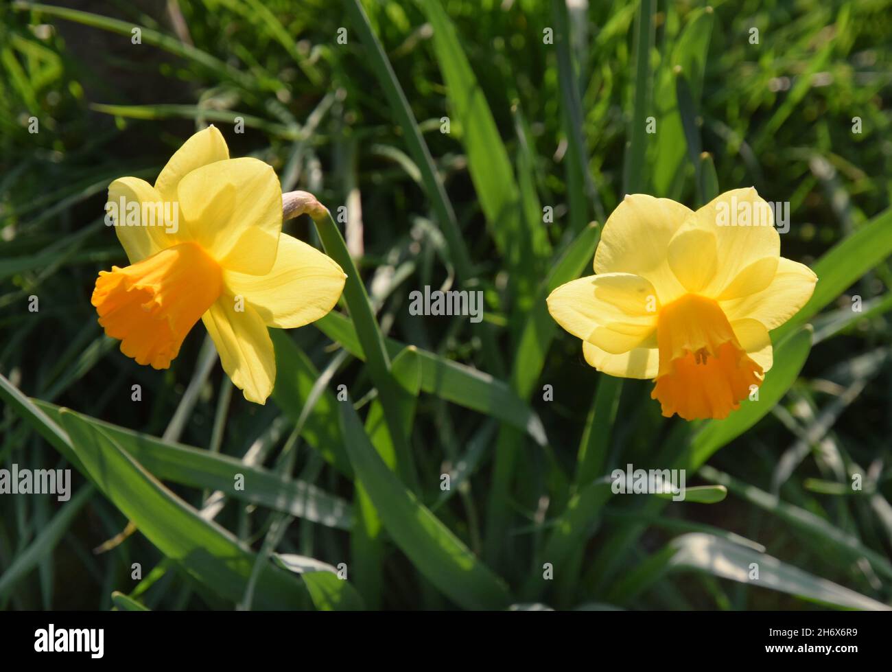 two daffodil flowers growing Stock Photo - Alamy