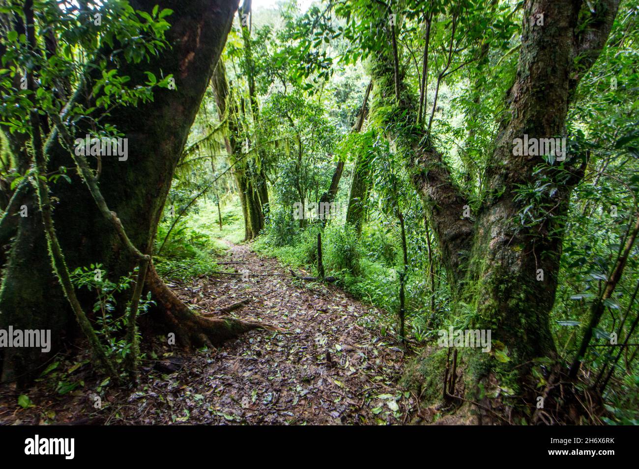Woodbush state forest hi-res stock photography and images - Alamy