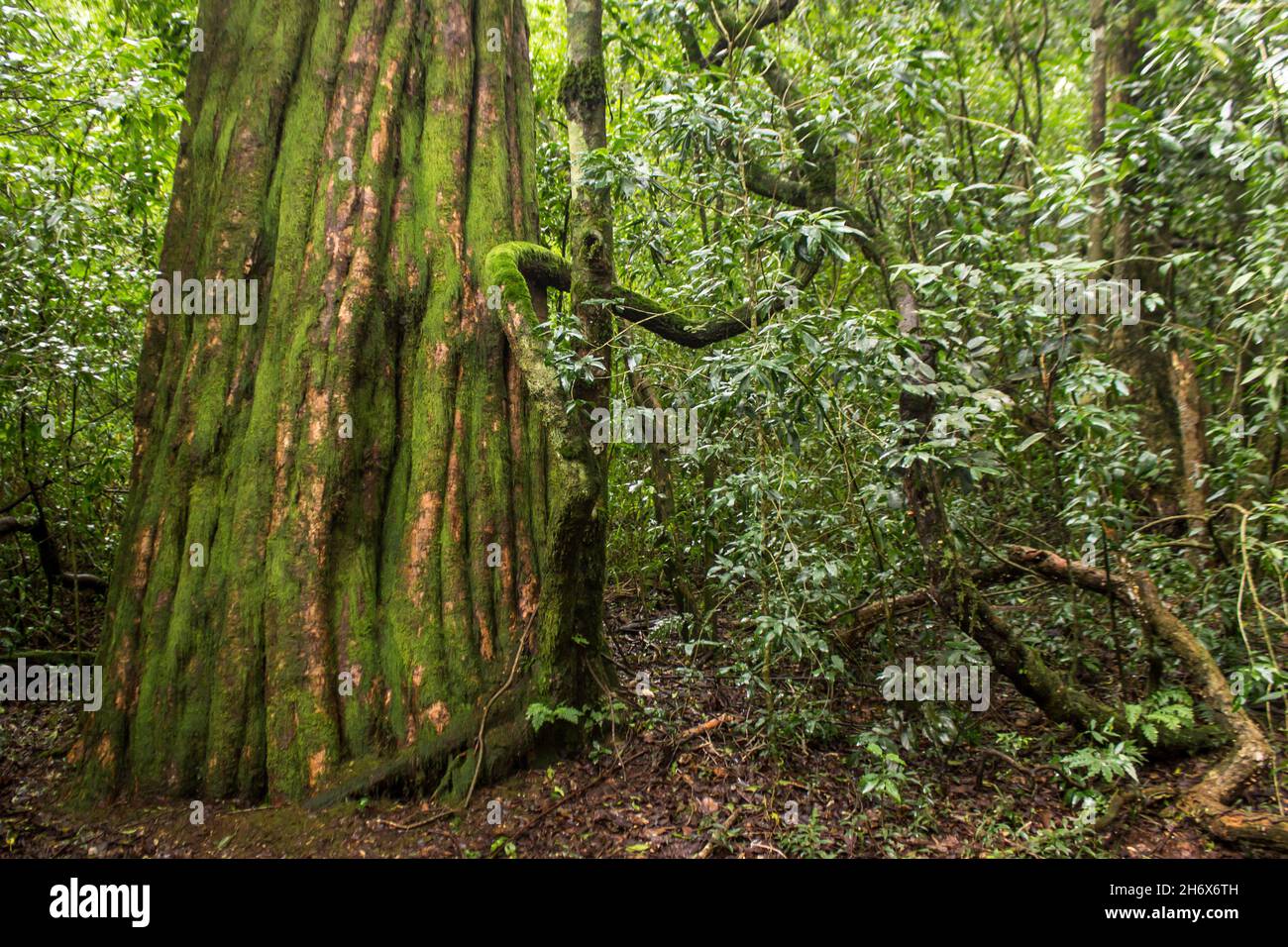 The base of a tall moss covered tree in the indigenous forest in ...