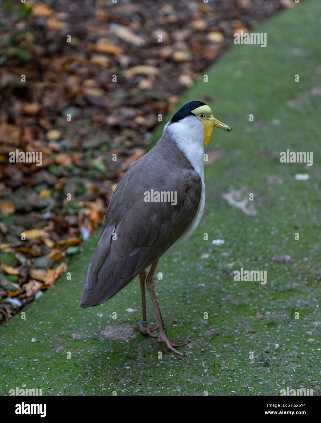 A picture of a Masked Lapwing at the Ostrava Zoo Stock Photo - Alamy