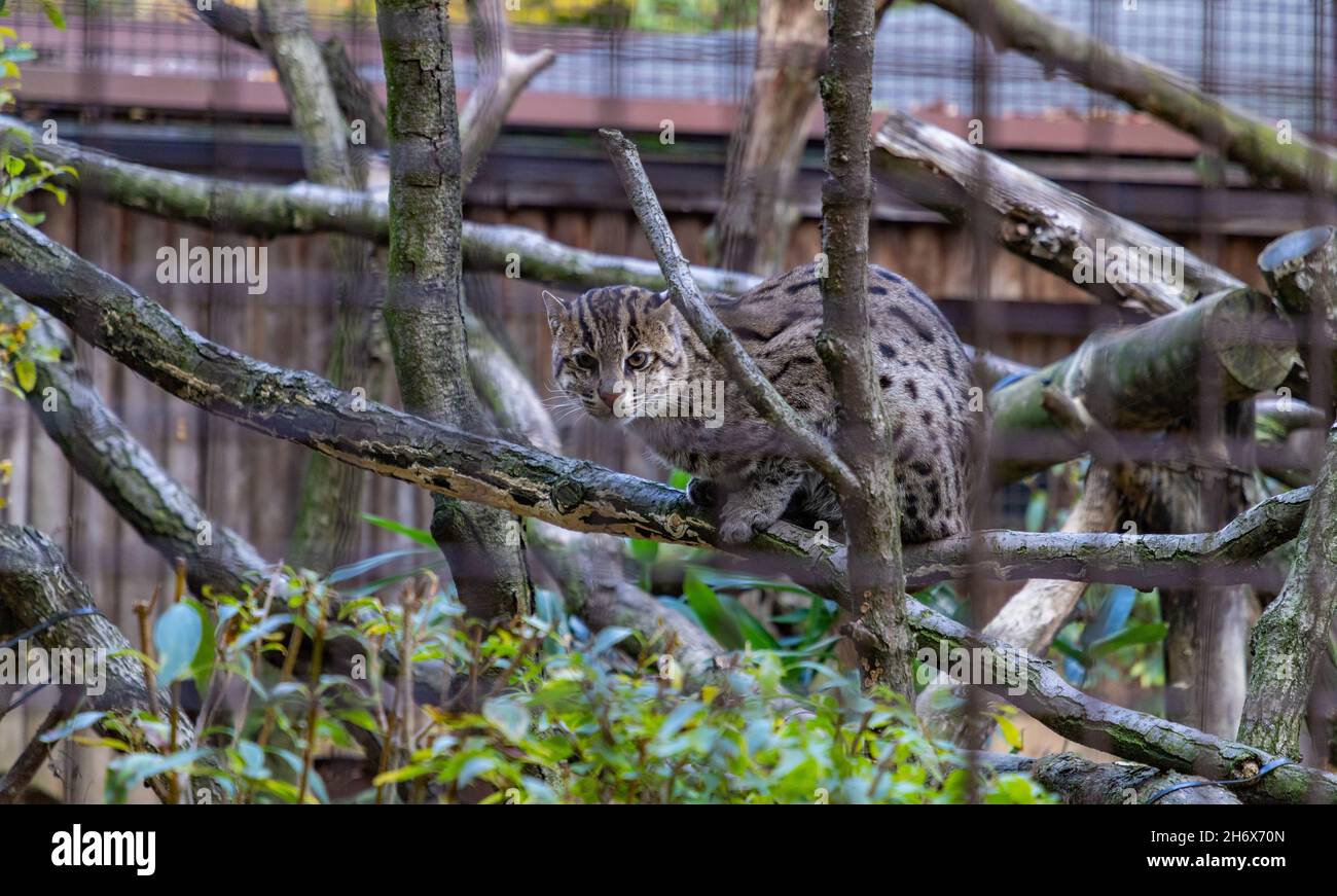 Czech cat hi-res stock photography and images - Alamy