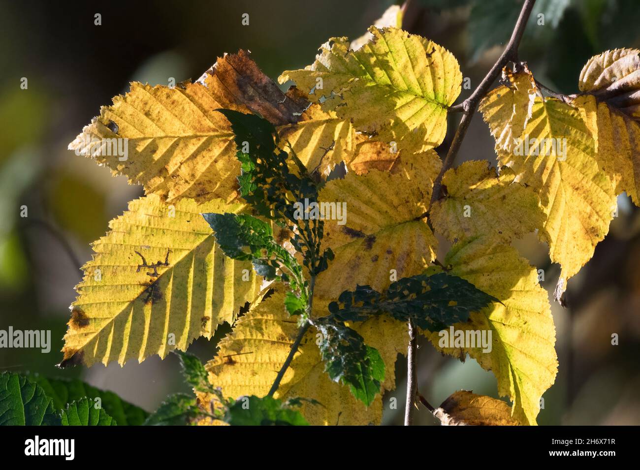 Natures final display before the end Stock Photo - Alamy