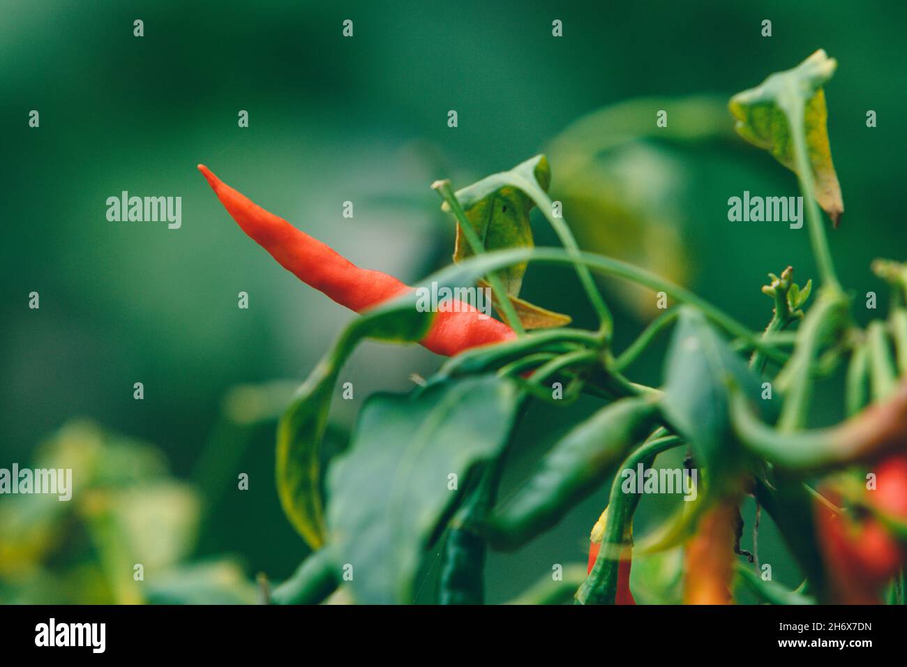 Abstract floral background, chili pepper in the garden Stock Photo - Alamy