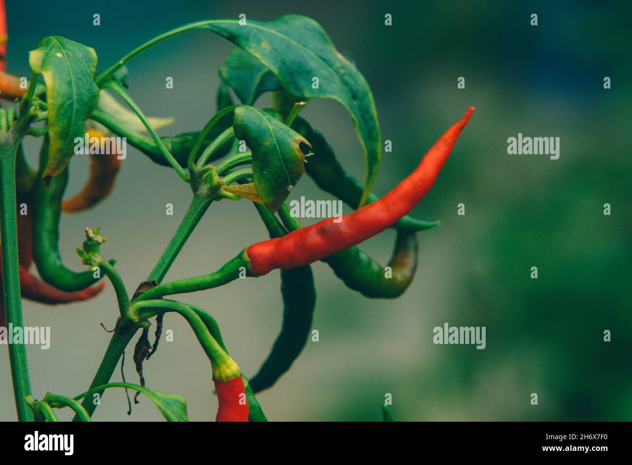 Abstract floral background, chili pepper in the garden Stock Photo - Alamy