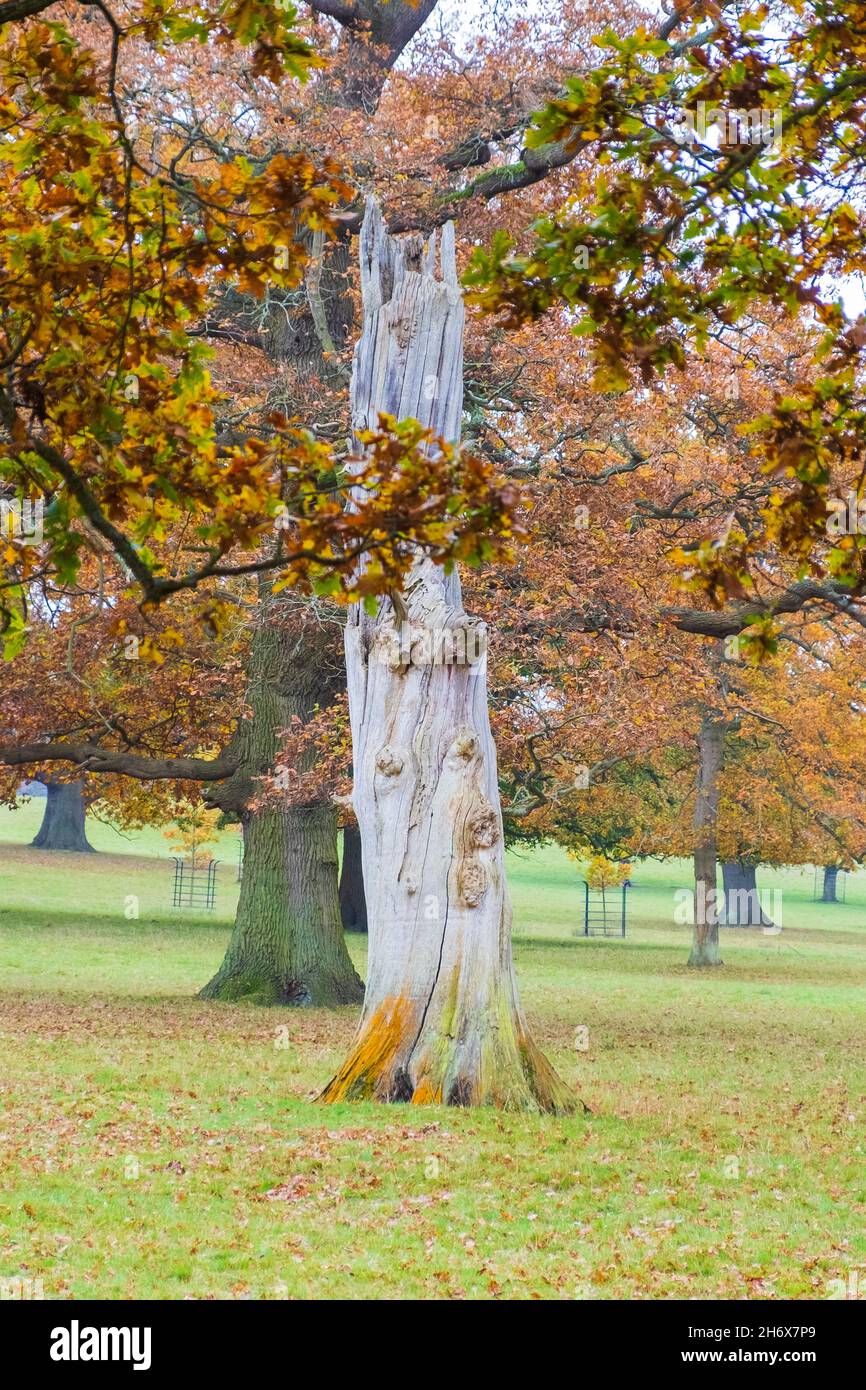 Autumn woodland scene. Grey dead decaying tree stump contrasting with ...