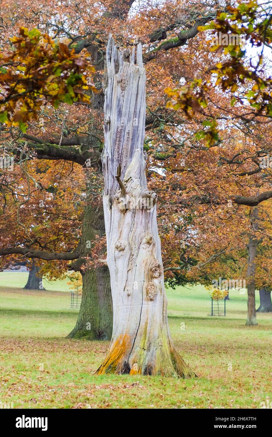 Autumn woodland scene. Grey dead decaying tree stump contrasting with ...