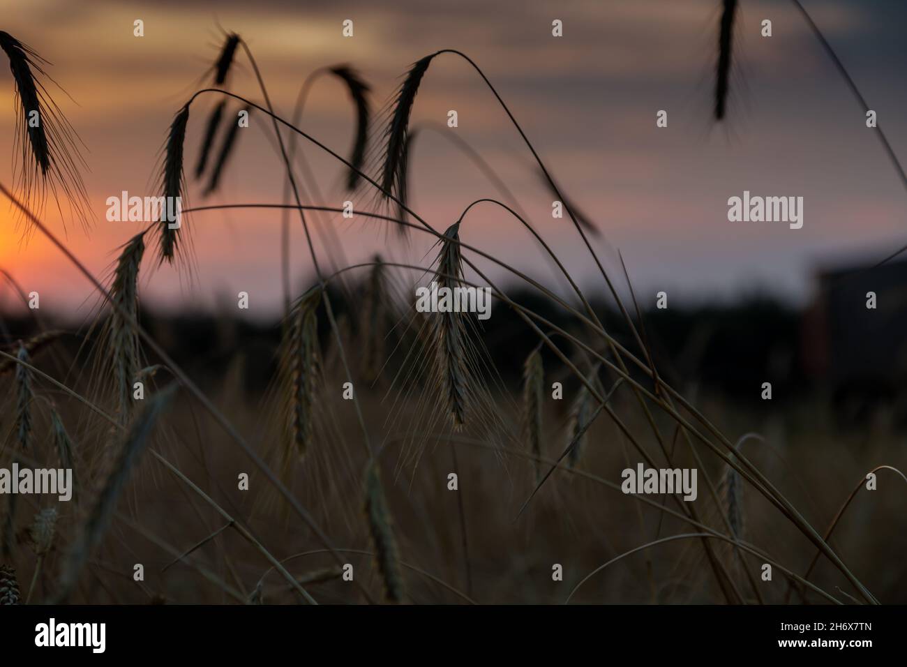 sunset in the rye field Stock Photo - Alamy