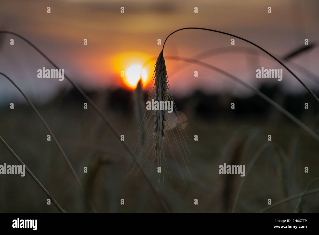 sunset in the rye field Stock Photo - Alamy