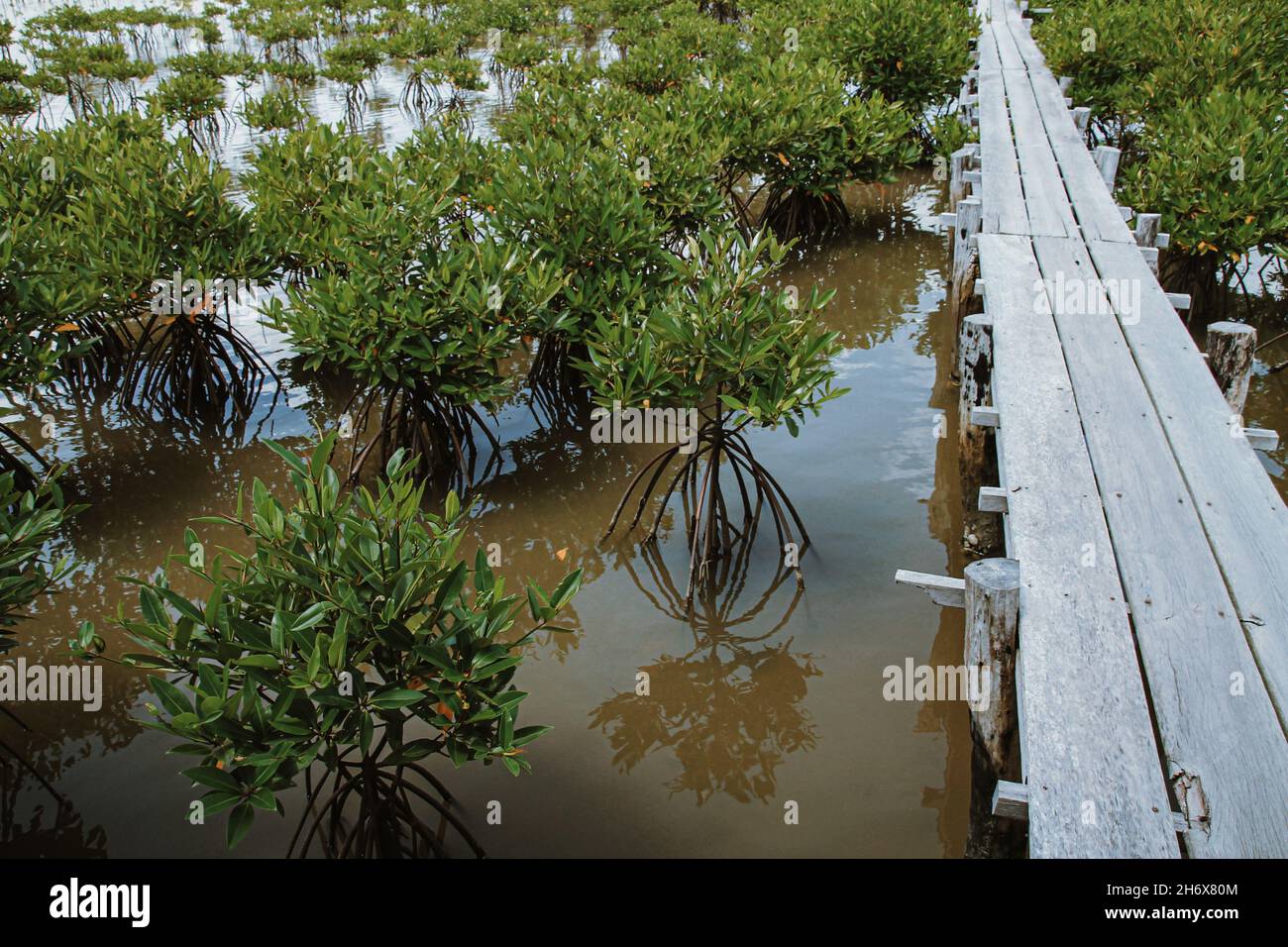 Mangrove tree seedlings in Trapeang Sankae Mangrove Sanctuary in Kampot ...