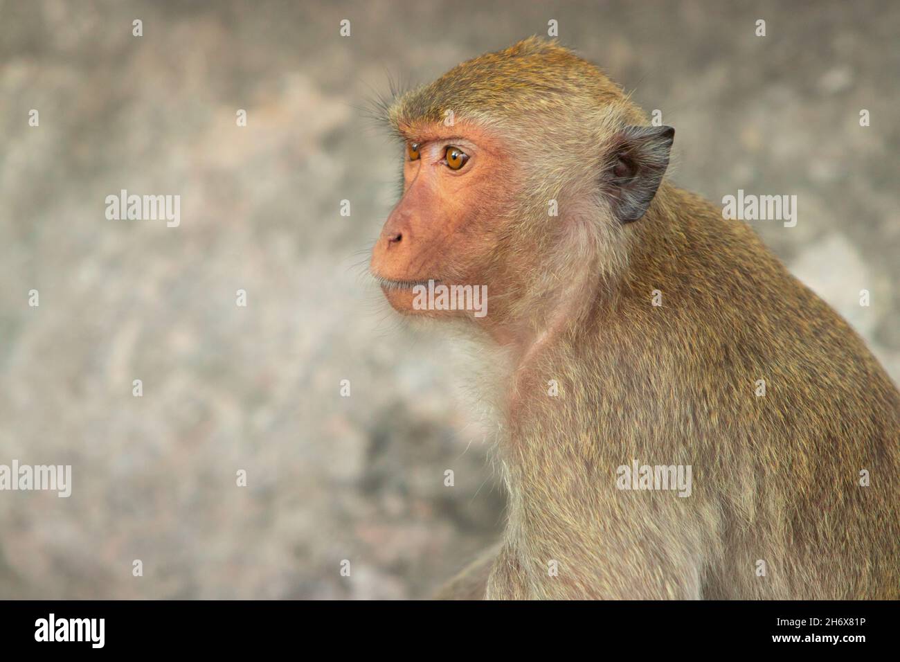Two cute macaques sitting hi-res stock photography and images - Alamy