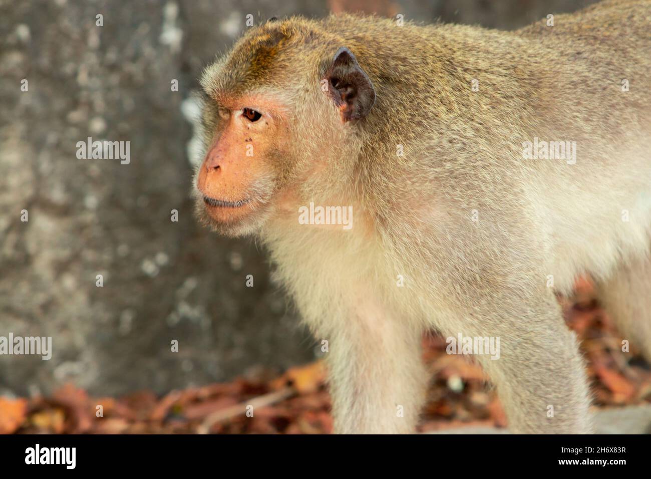Two macaques play on the rockk in a national park Stock Photo - Alamy
