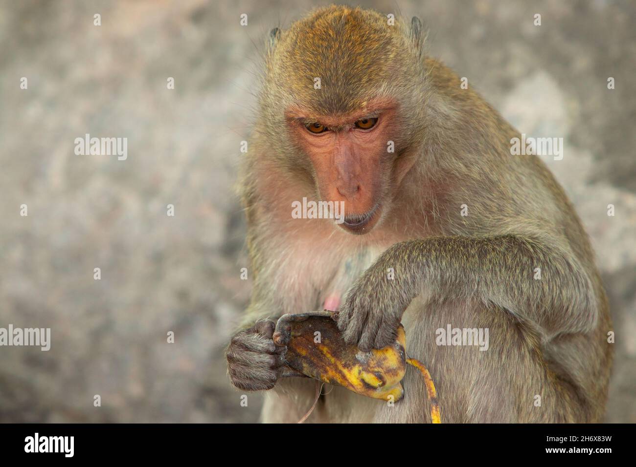 Two cute macaques sitting hi-res stock photography and images - Alamy