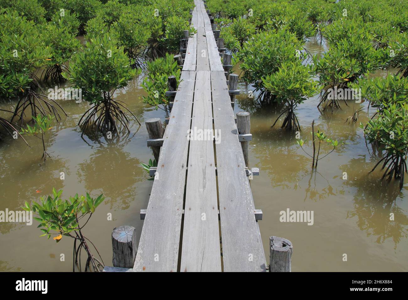 Mangrove tree seedlings in Trapeang Sankae Mangrove Sanctuary in Kampot ...