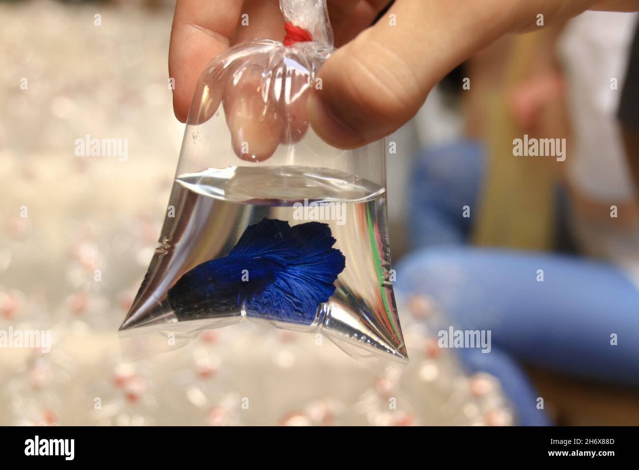 Betta fish in plastic bag hi-res stock photography and images - Alamy