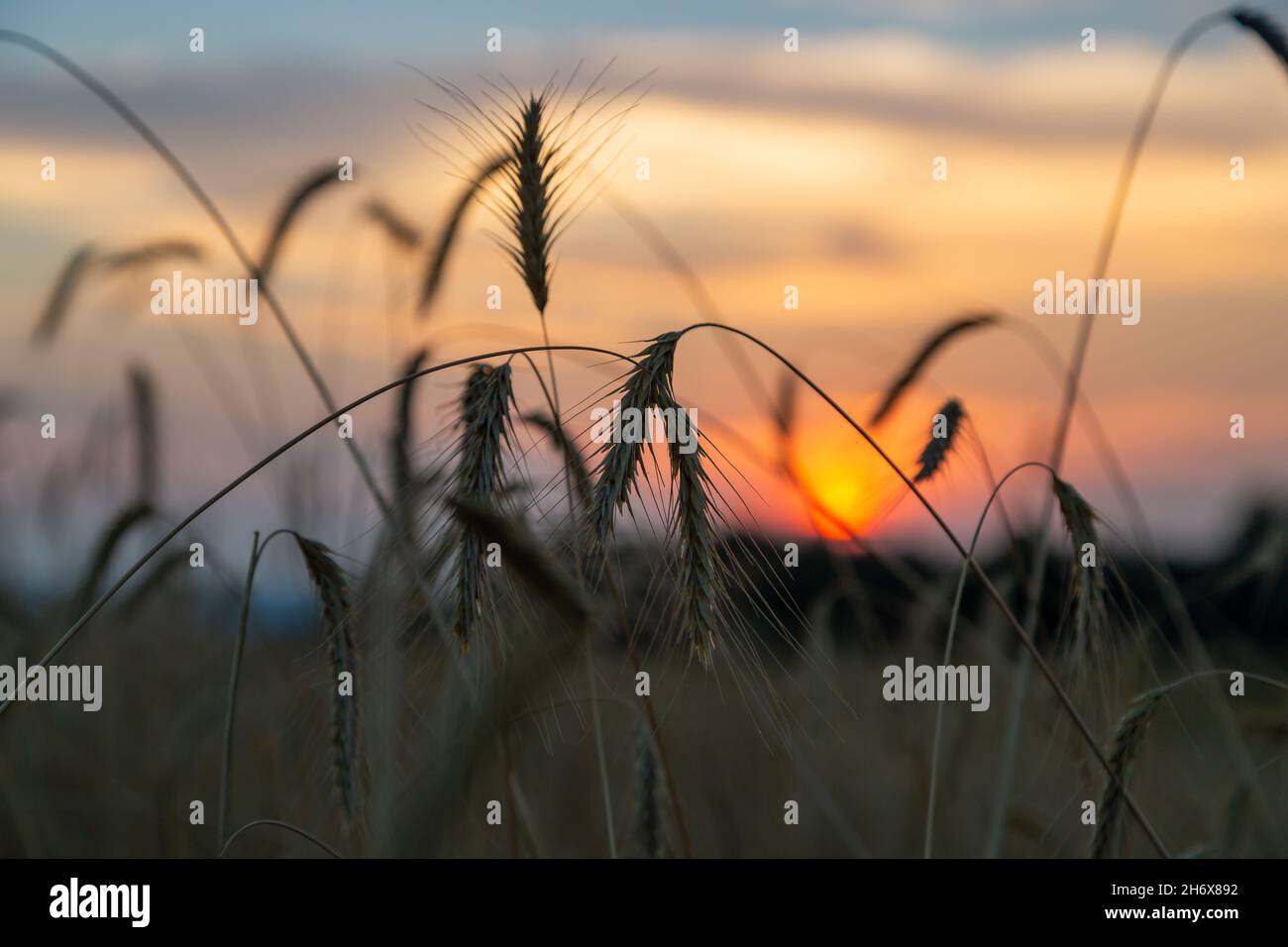 sunset in the rye field Stock Photo - Alamy