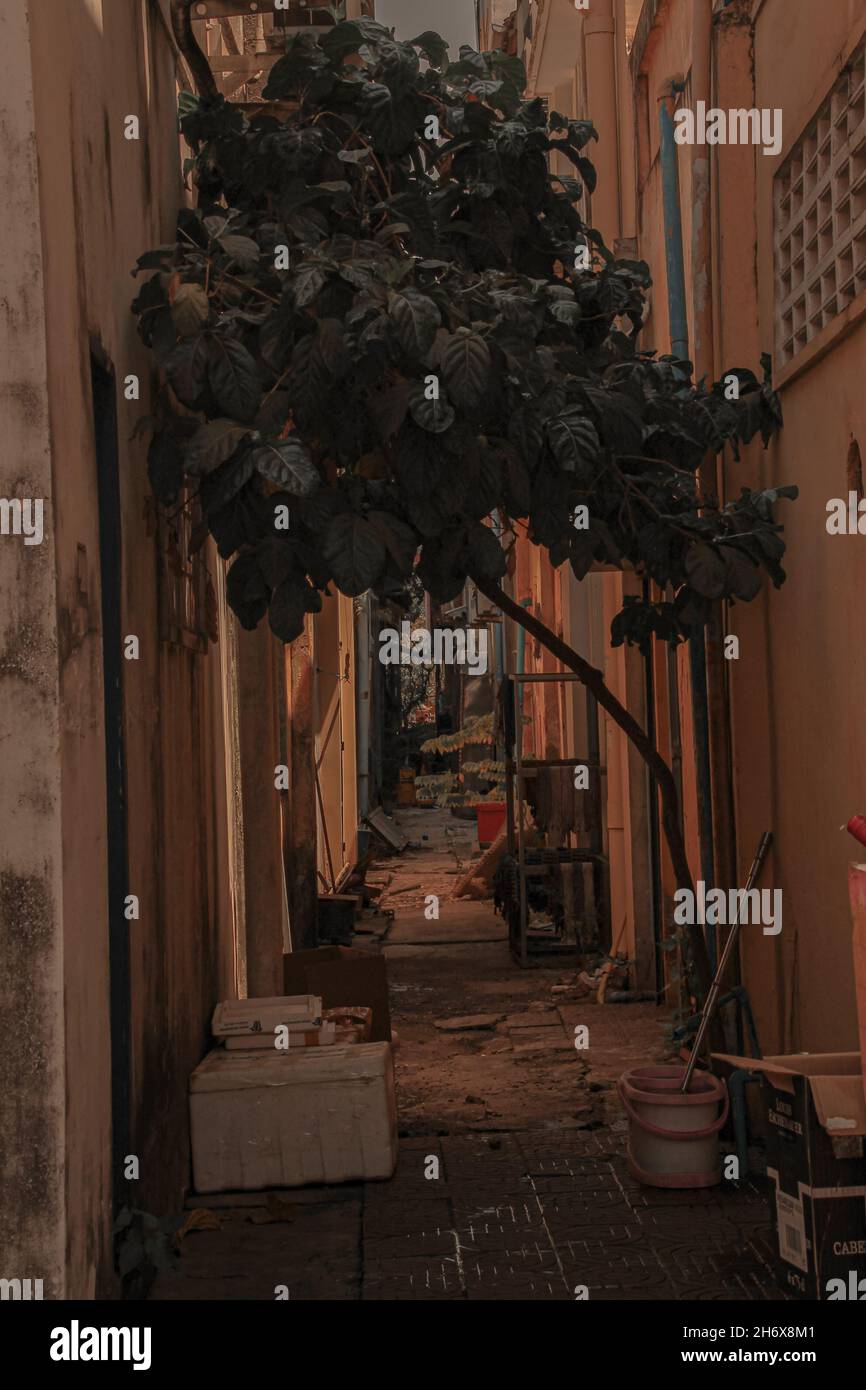 A tree growing in the middle of an alleyway in Kampot, Cambodia showing ...
