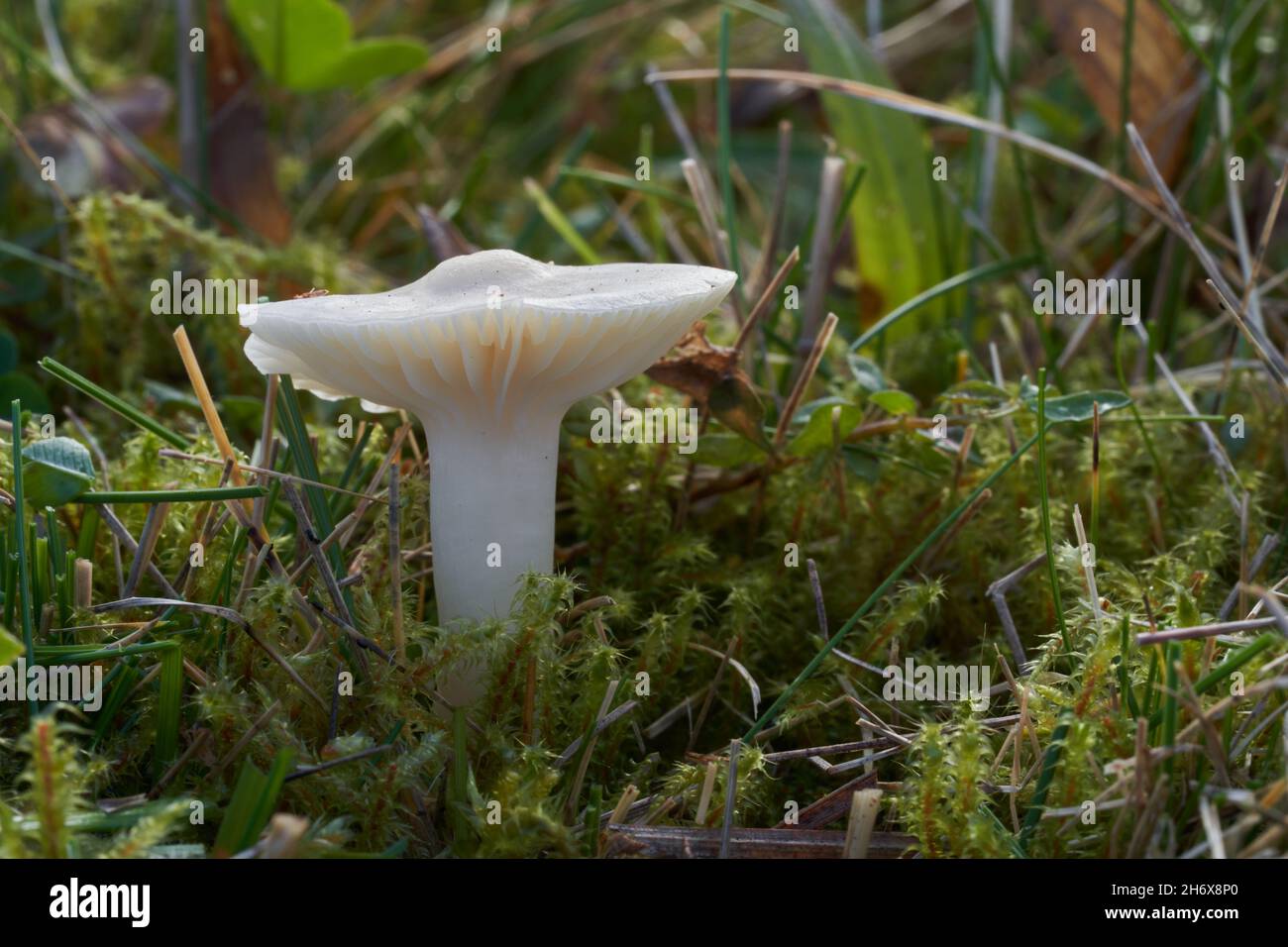 Edible mushroom Cuphophyllus virgineus in forest meadow. Known as snowy ...