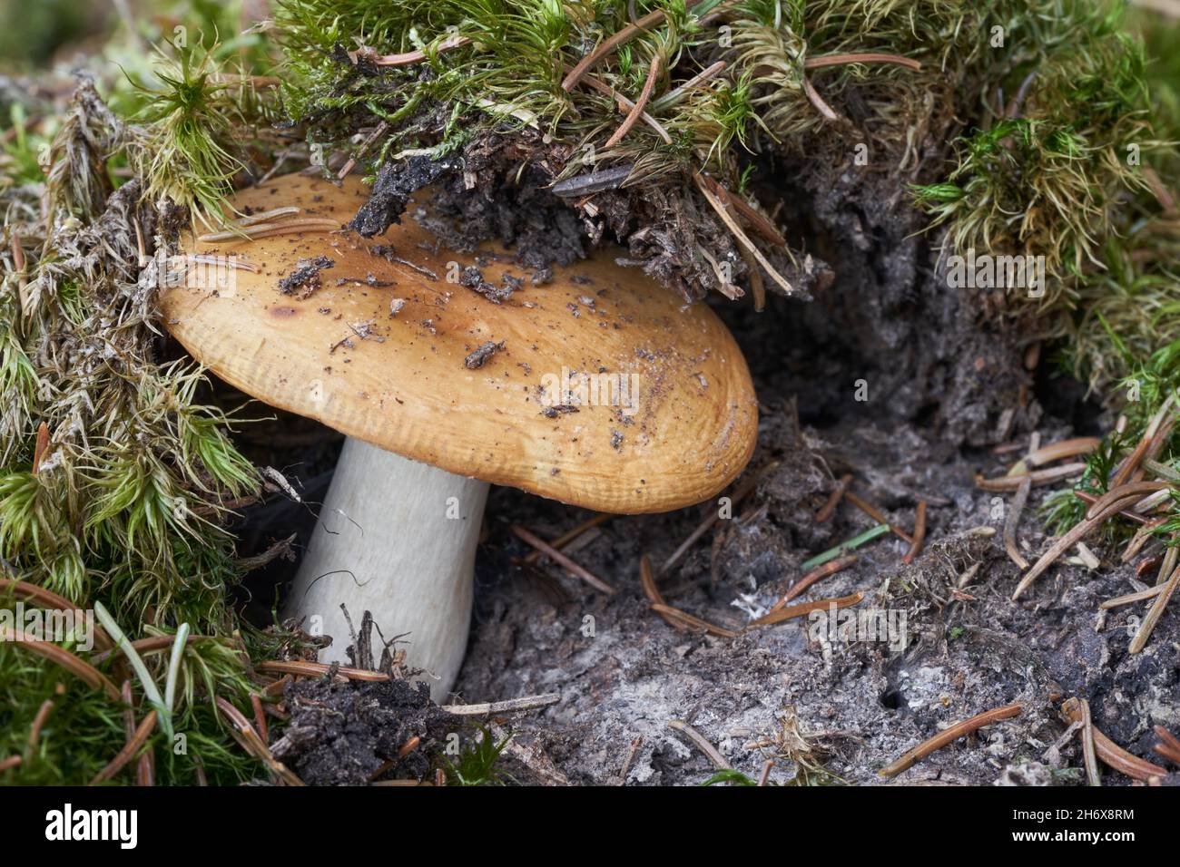 Edible mushroom Russula ochroleuca in spruce forest. Known as common ...