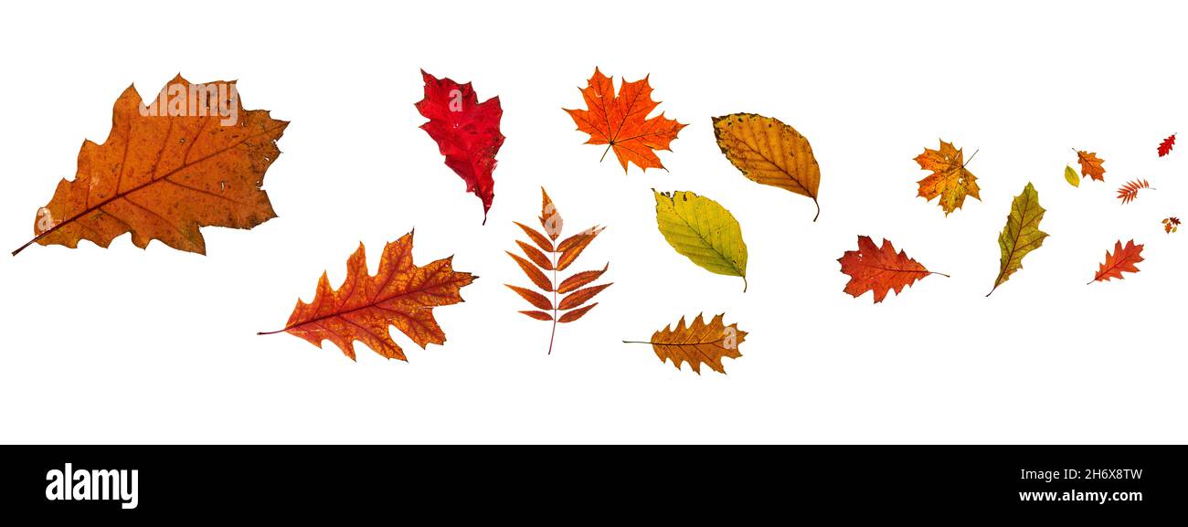 Mix of color fresh autumn leaf on white background Stock Photo - Alamy