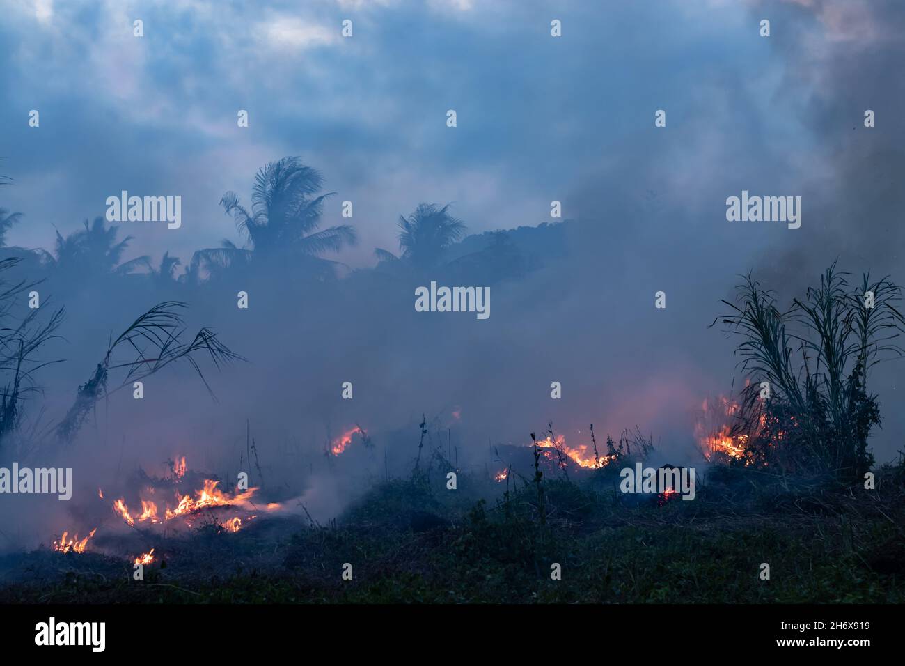 Forest fire at night. Bushes are burning, the air is polluted with ...