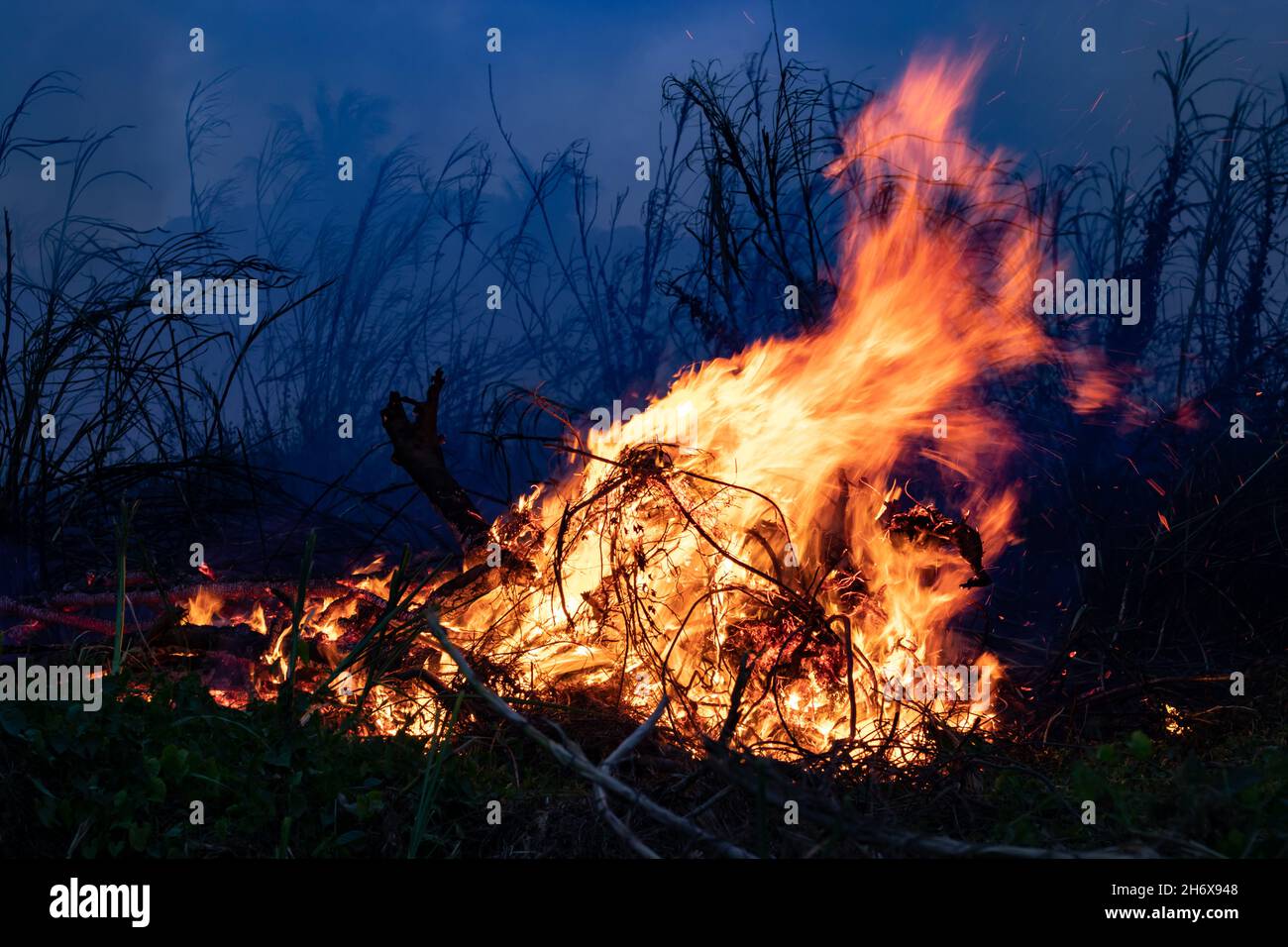 Forest fire Bushes are burning, the air is polluted with smoke. Fire ...