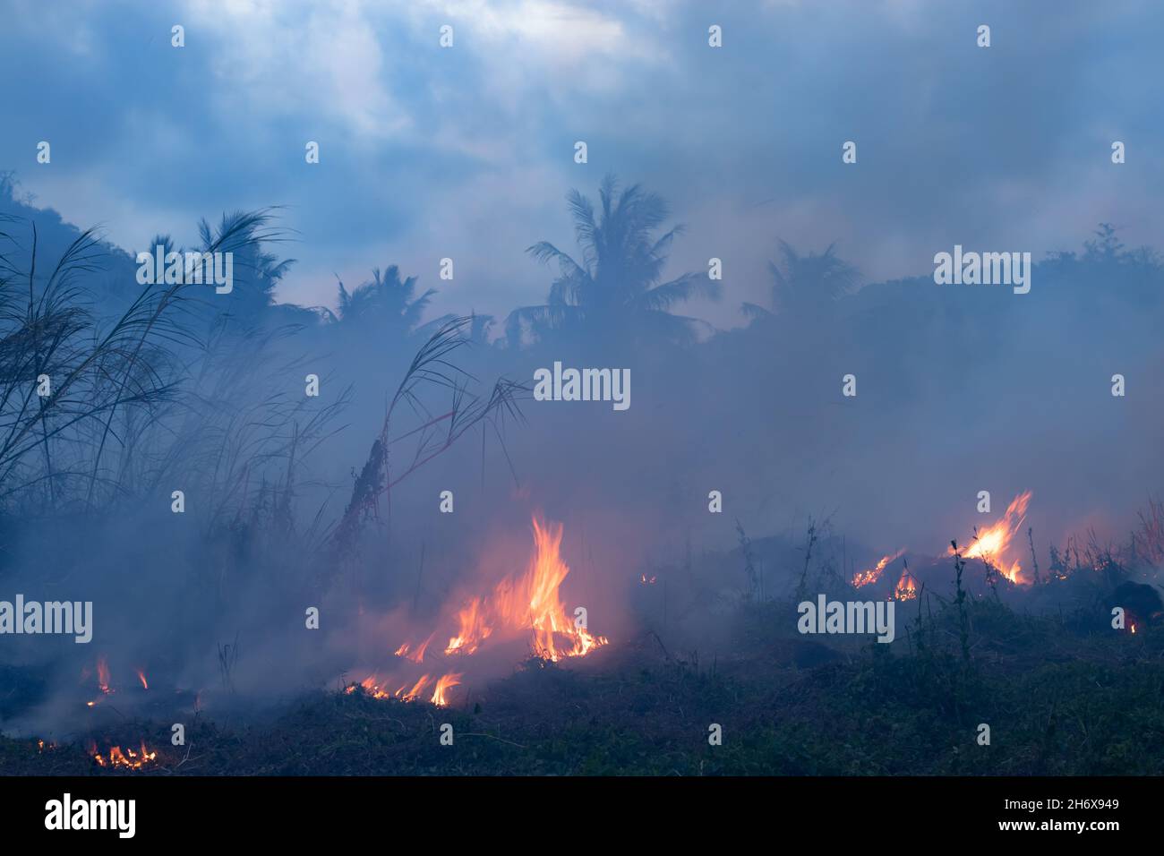 Forest fire at night. Bushes are burning, the air is polluted with ...