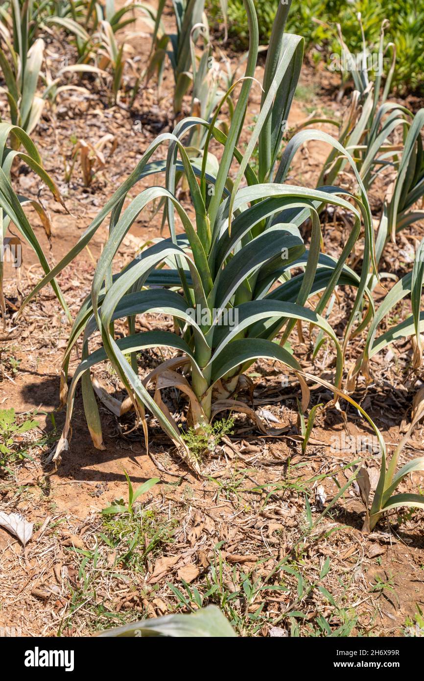 Very large garlic plant growing in an organic vegetable garden Stock ...