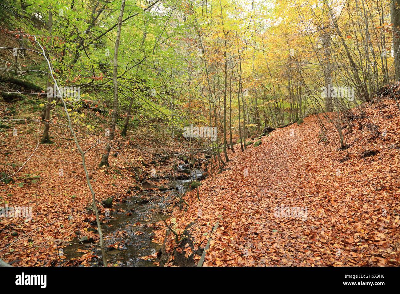 View of Porter Brook stream in Upper Porter Clough in autumn with beech ...