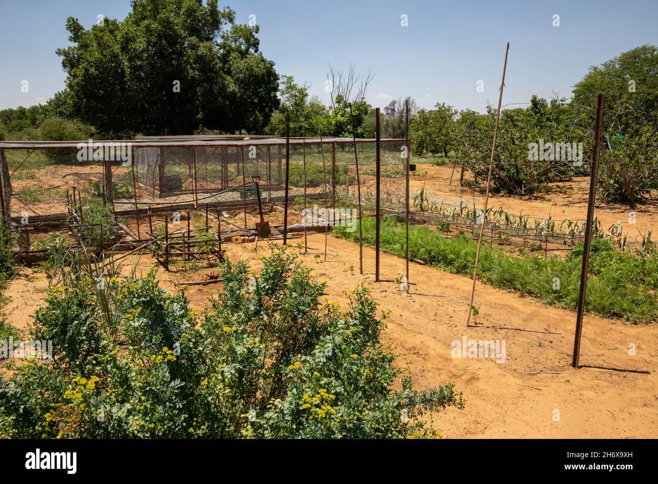 Wide angle of a vegetable garden on a farm in dry conditions Stock ...
