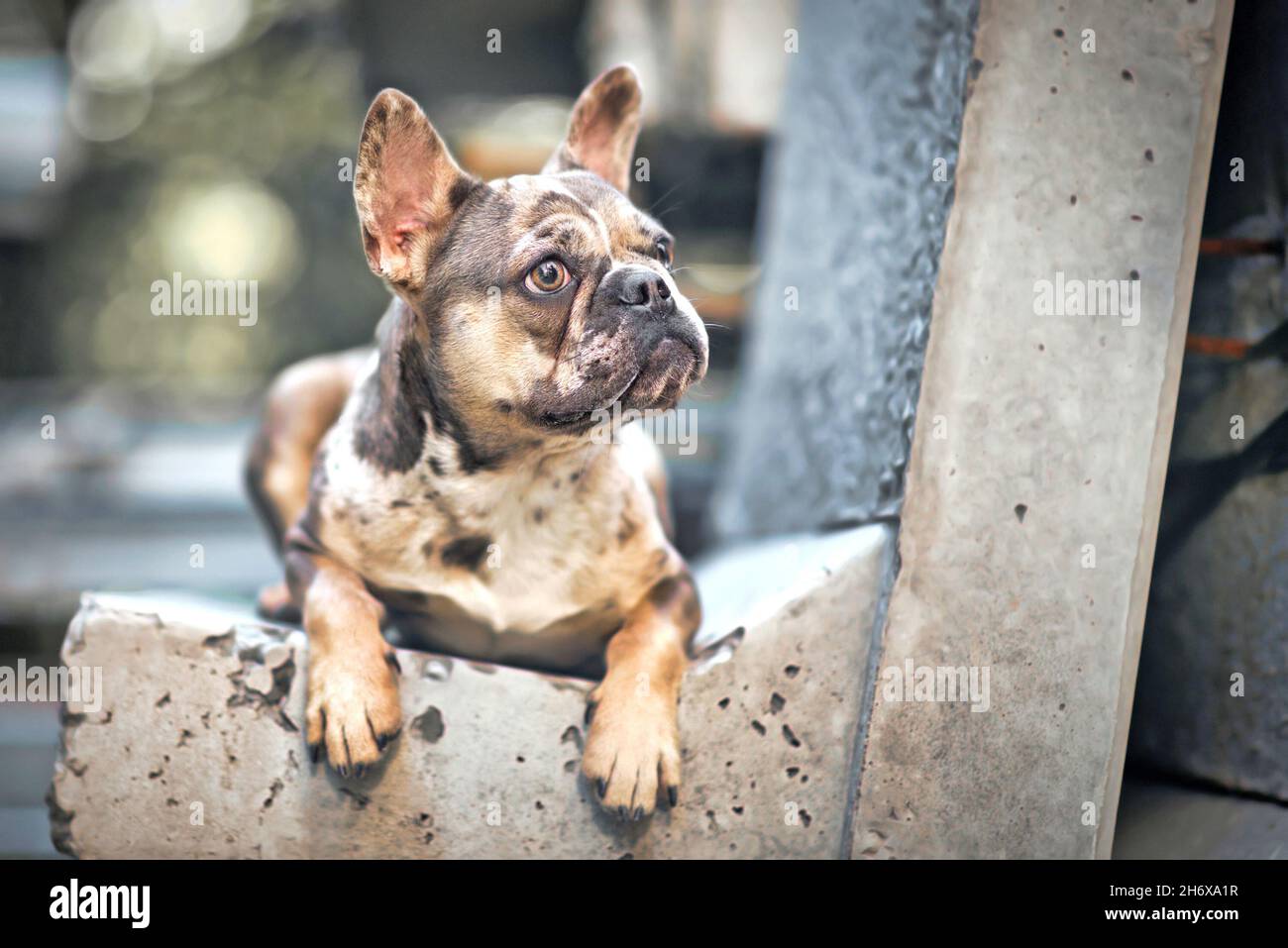 Merle colored French Bulldog dog with large yellow eyes lying down on ...