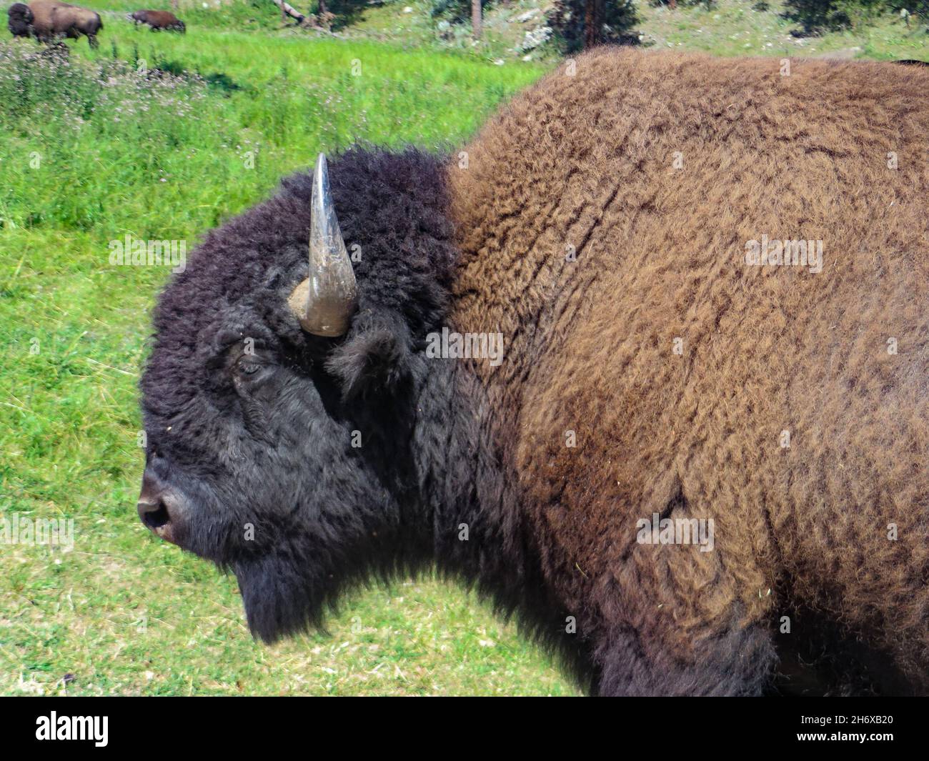 Closeup of American Bison in Custer State Park, South Dakota, USA Stock ...