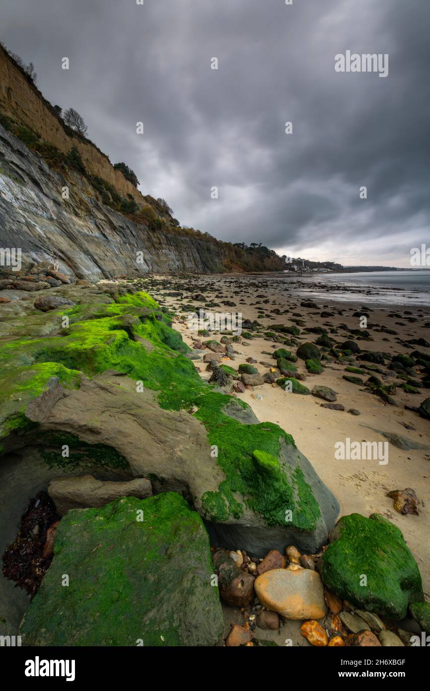isle of wight coastline, seaweed covered rocks and cliffs on the ...