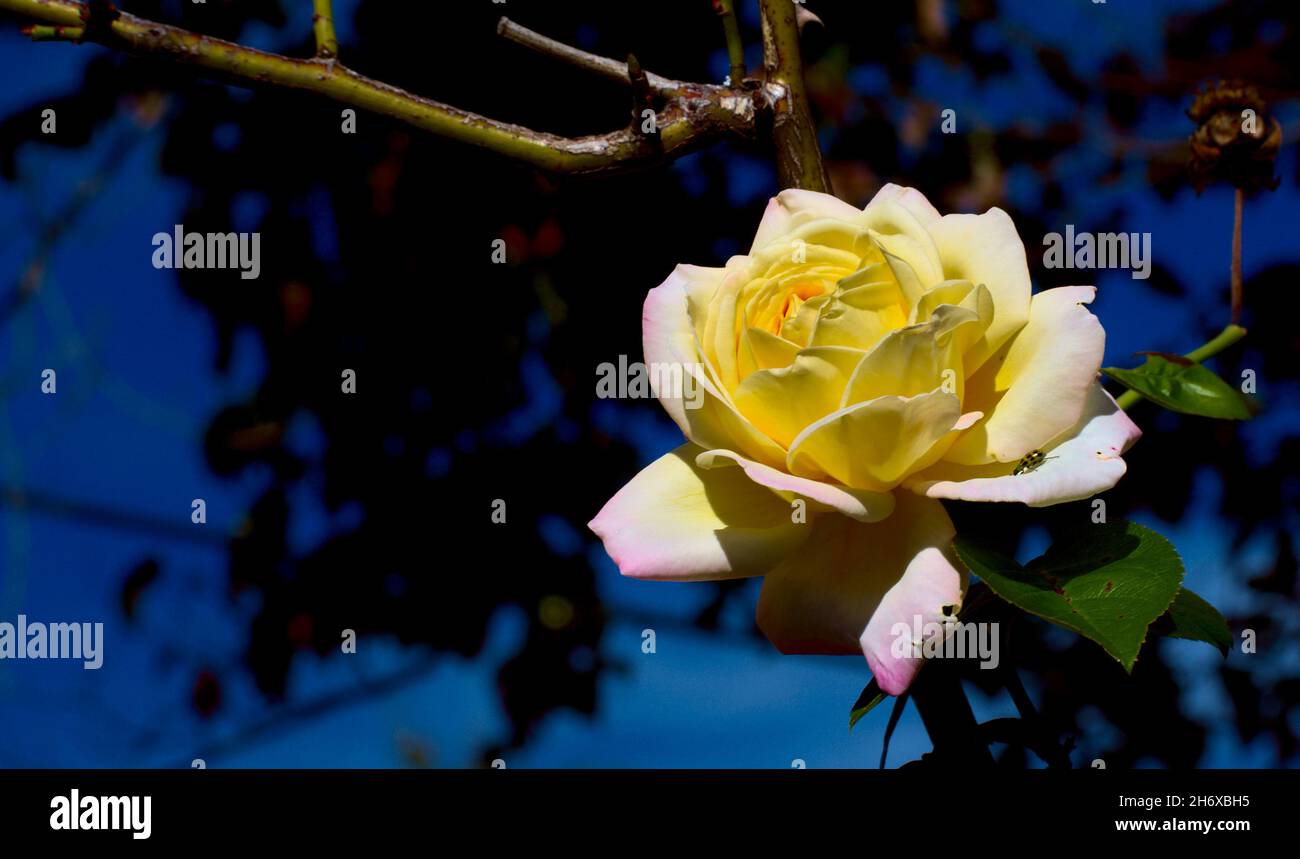 Yellow Peace Rose Stock Photo - Alamy